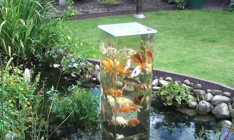 Magnifique, un aquarium extérieur de bassin pour observer les - ElleAdore